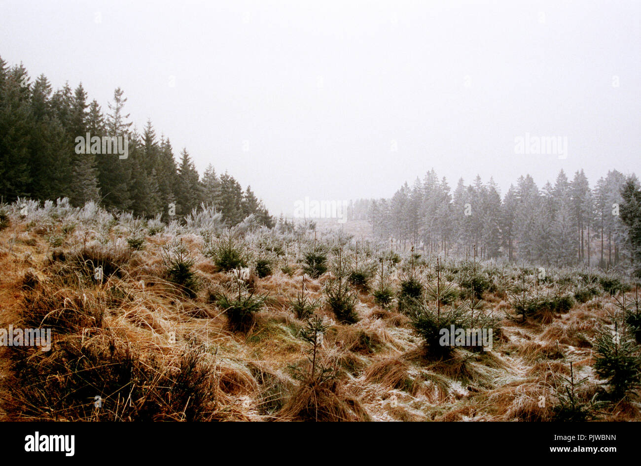 Typical Winter landscape of the Hautes Fagnes, in East-Belgium, near ...