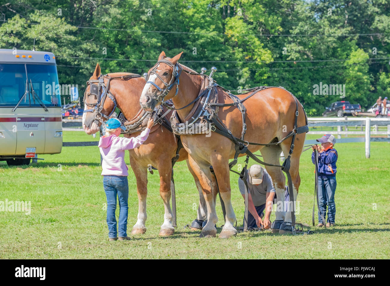 Draft horses team hi-res stock photography and images - Alamy