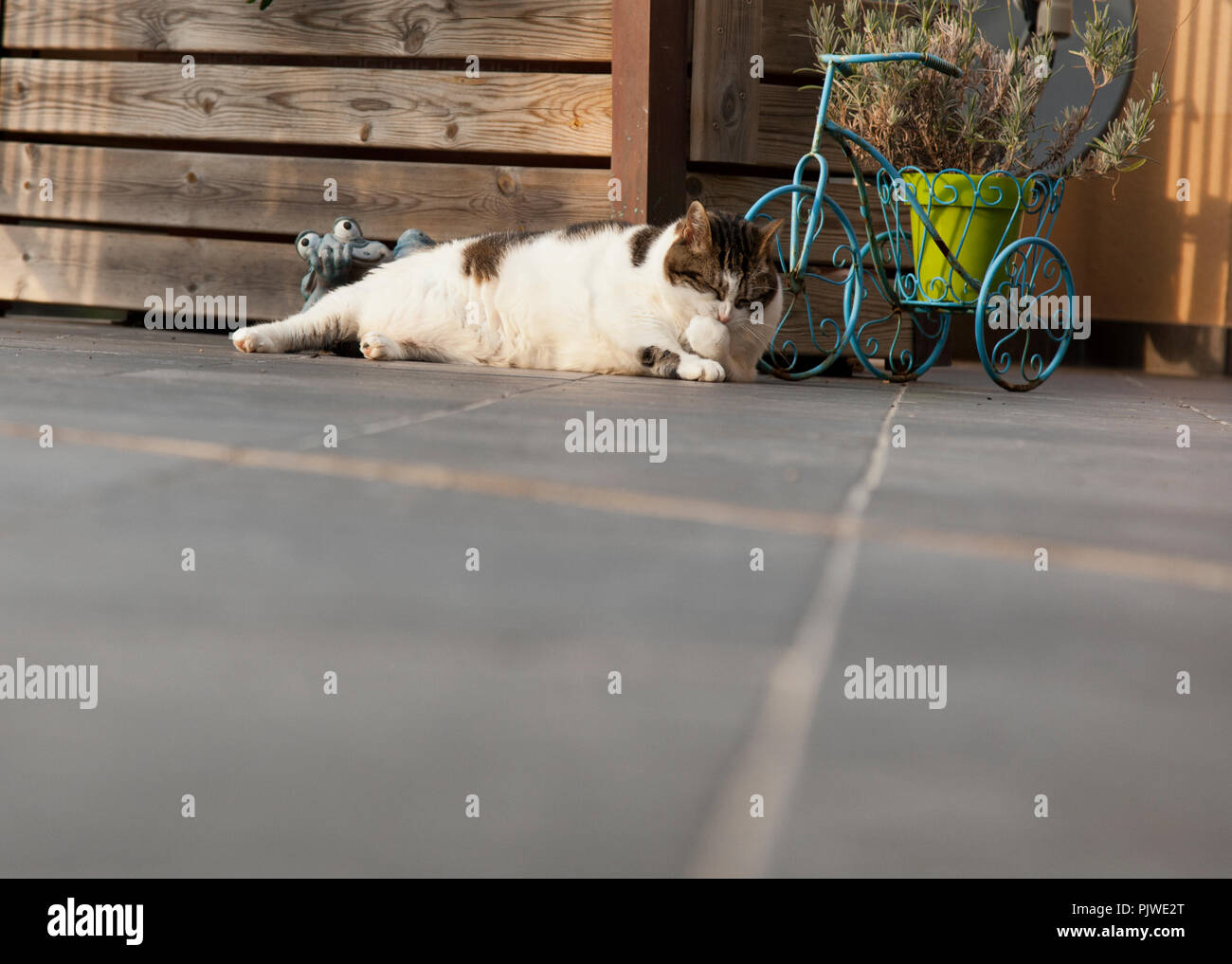 Self cleaning cat hi-res stock photography and images - Alamy
