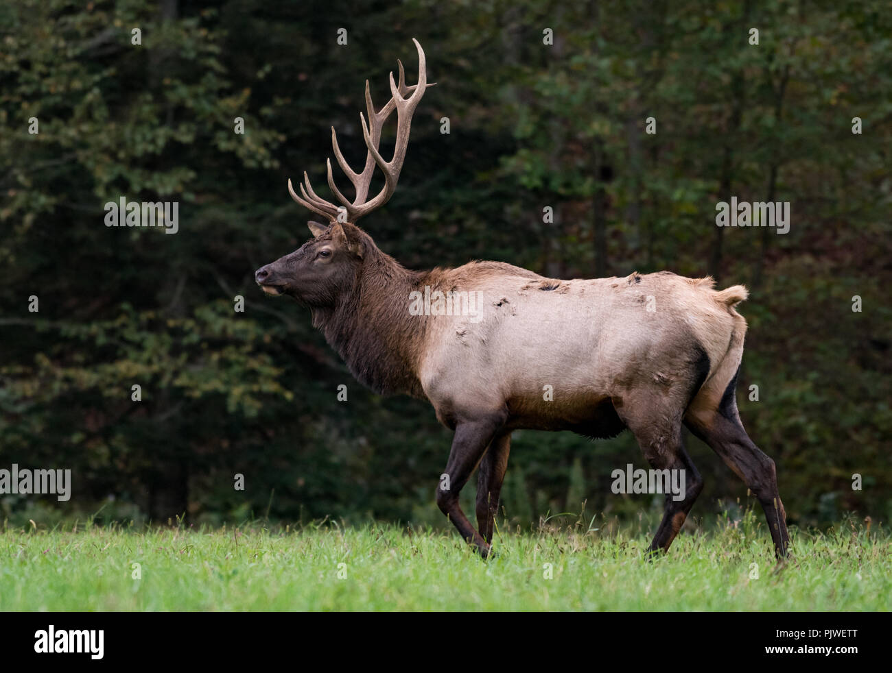 Bull Elk in the meadow with large antlers Stock Photo - Alamy