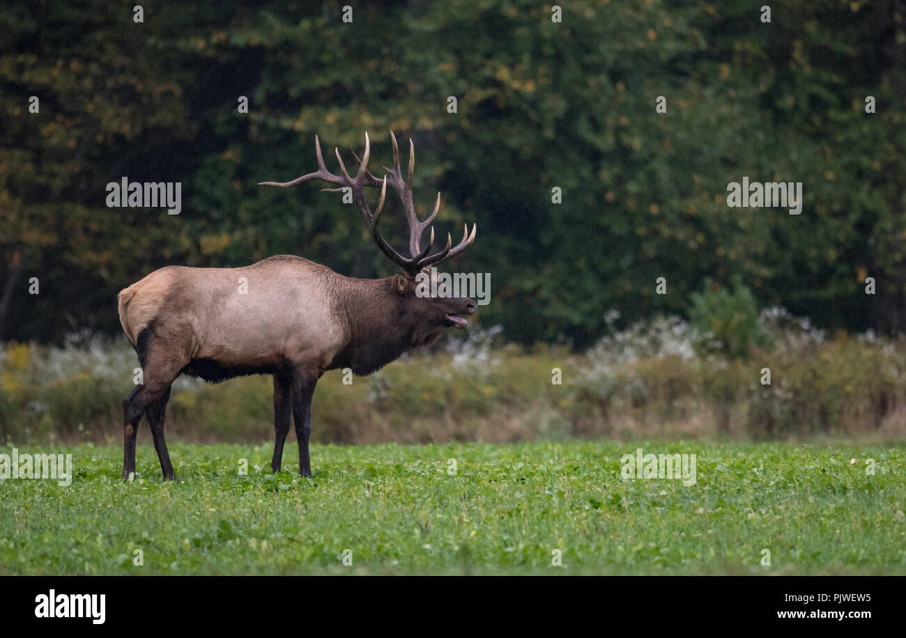 Bull Elk in the meadow with large antlers Stock Photo - Alamy