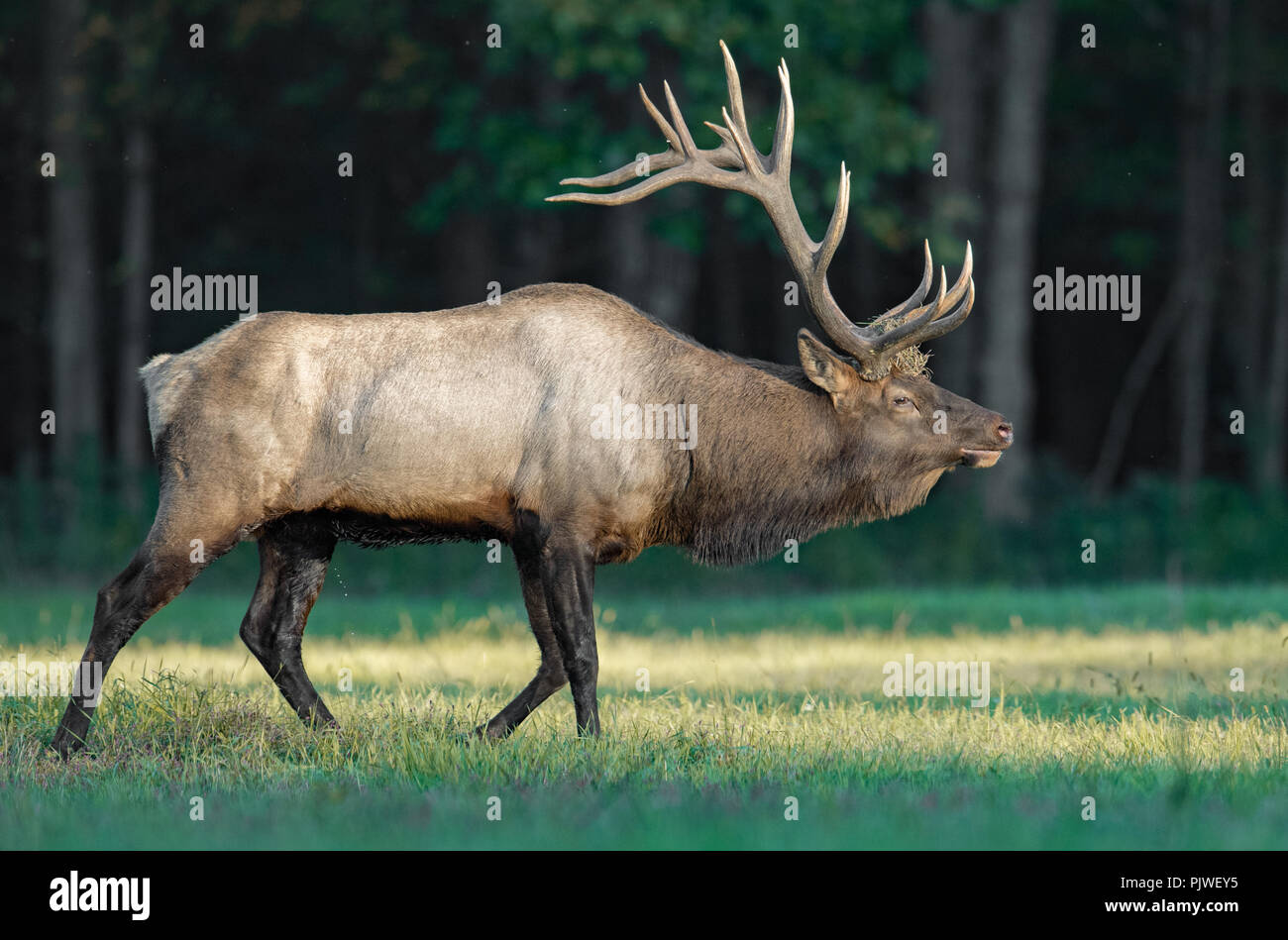 Bull Elk in the meadow with large antlers Stock Photo - Alamy