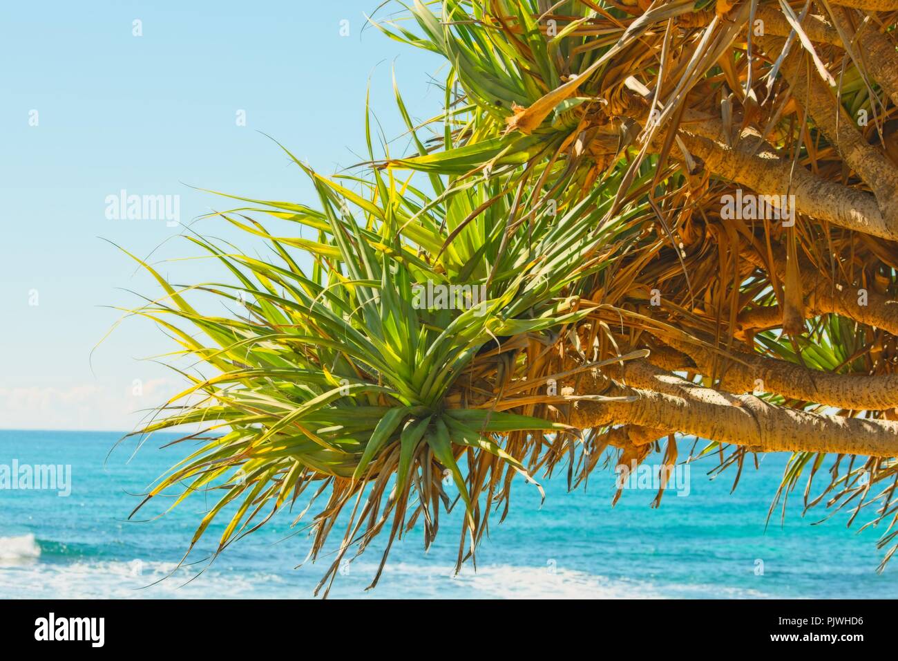 Pandanus screw pine hi-res stock photography and images - Alamy
