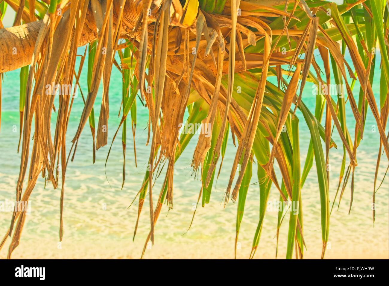 Pandanus tree hi-res stock photography and images - Alamy