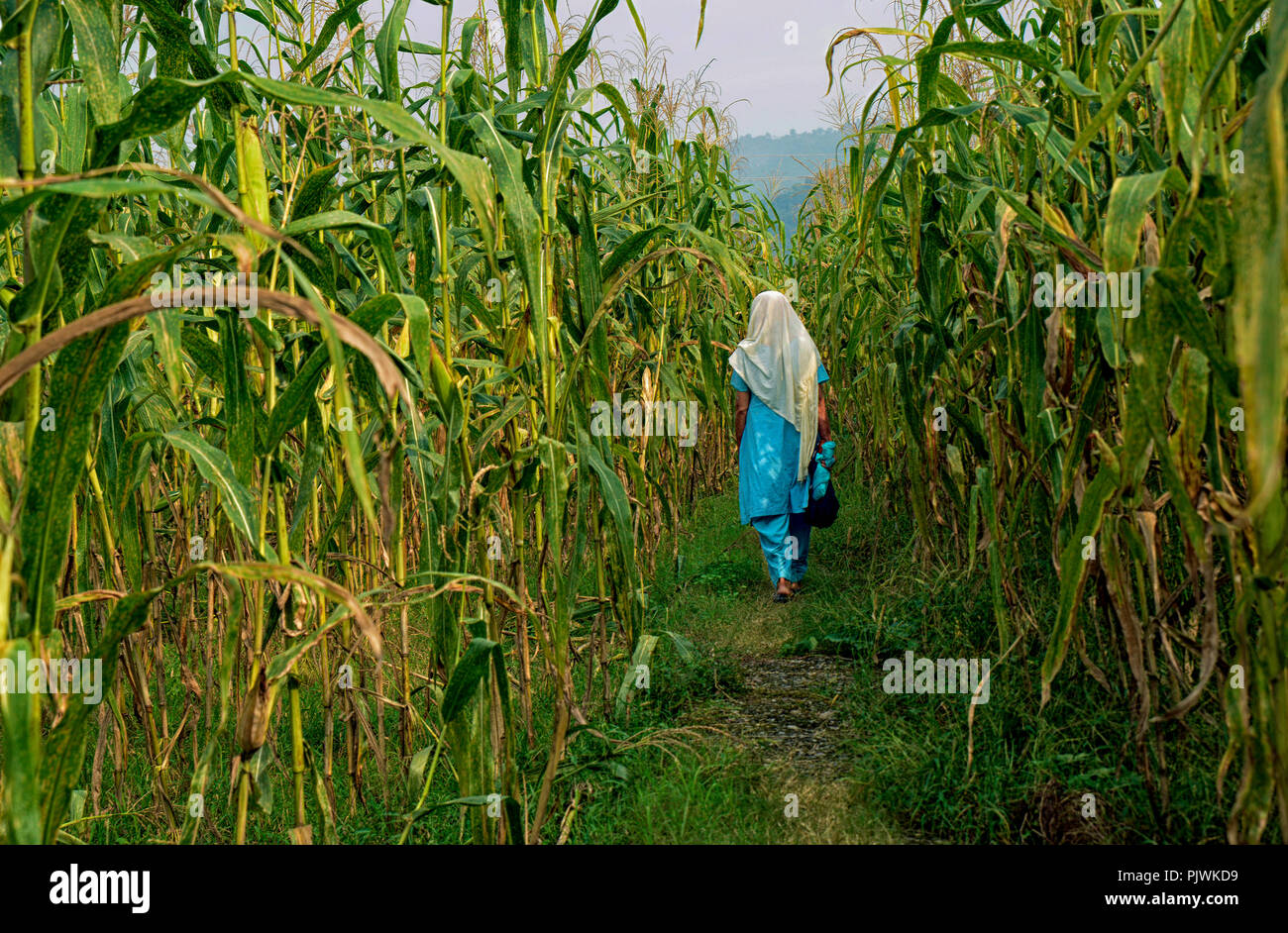 Walking in corn field hi-res stock photography and images - Alamy