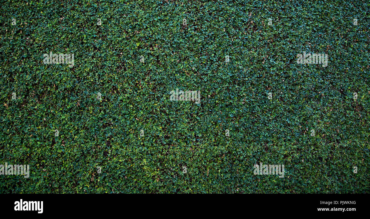 Green hedge wall background Stock Photo - Alamy