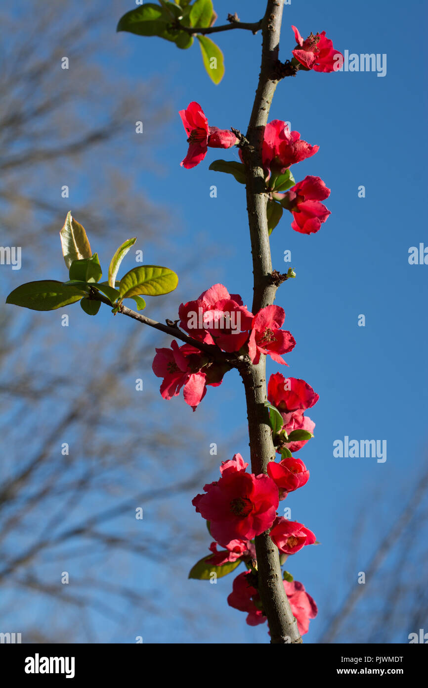 Tree bloom blossom beautiful flowers in spring season Stock Photo - Alamy