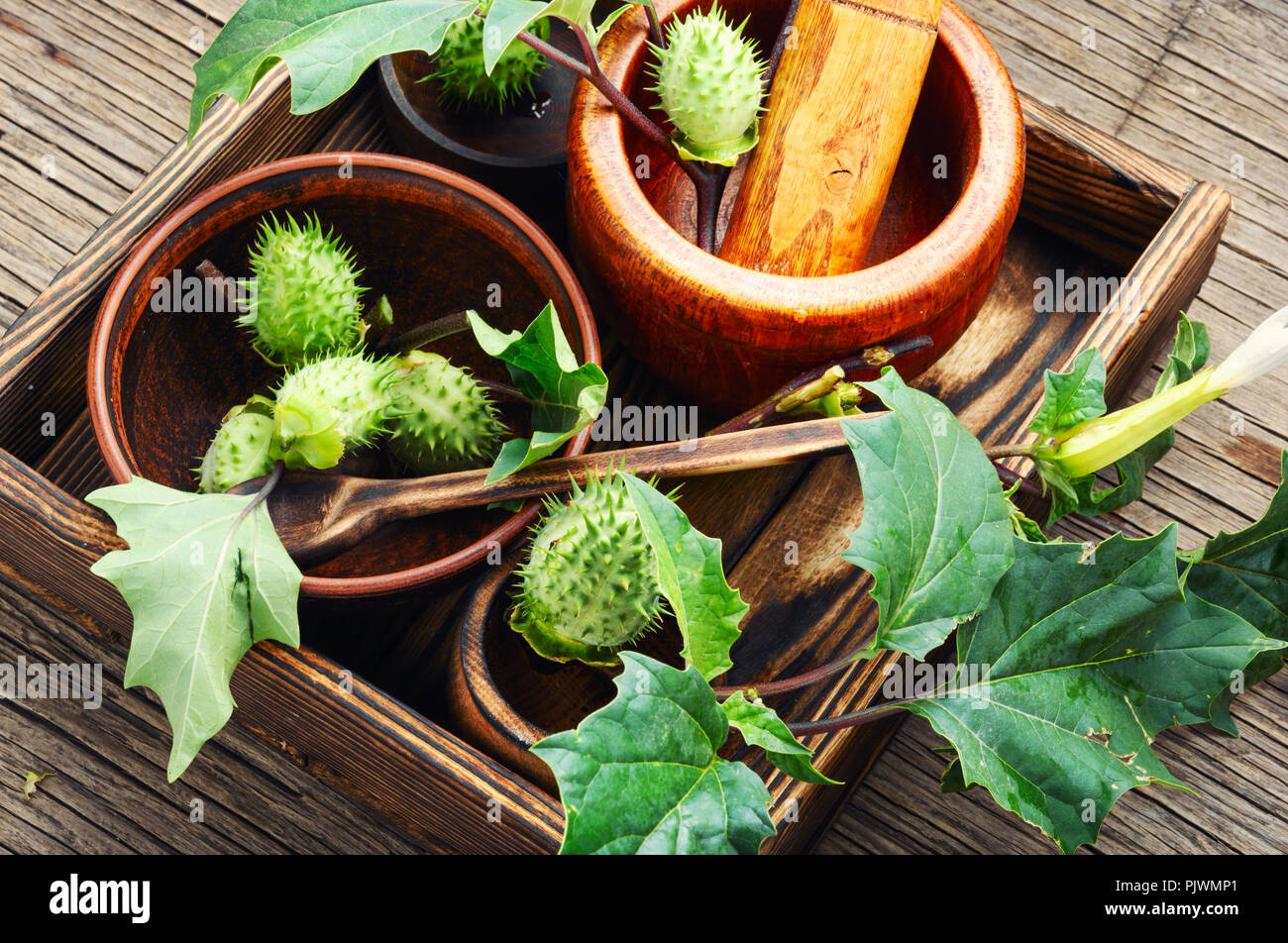 Datura plant hi-res stock photography and images - Alamy