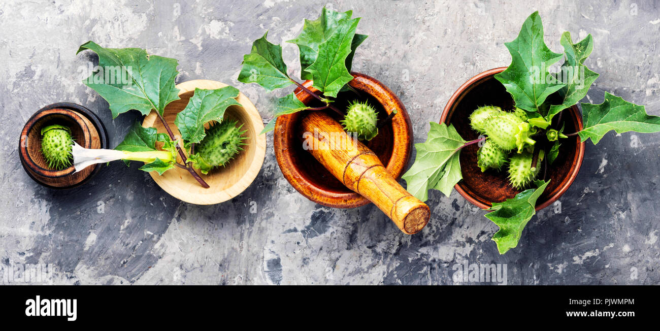 Datura plant , dope or stramonium .Herbal medicine.Healing herbs ...