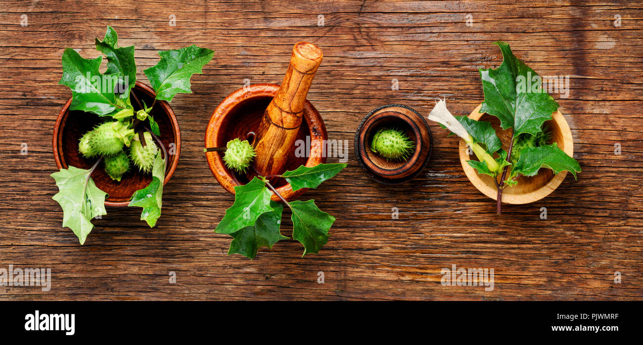 Datura plant , dope, stramonium or thorn-apple.Herbal medicine.Healing ...