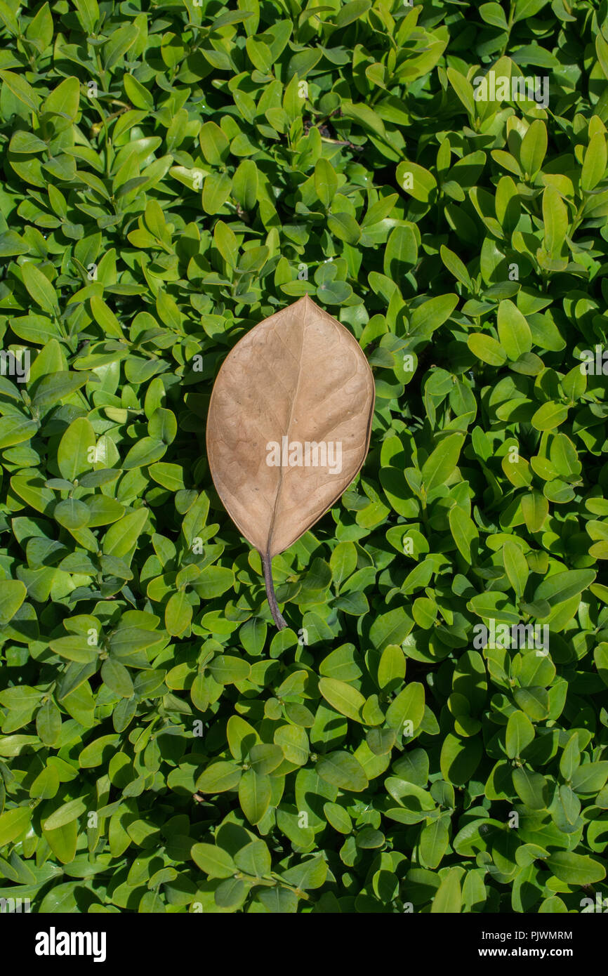 Dry tree leaf as an Autumn background Stock Photo - Alamy
