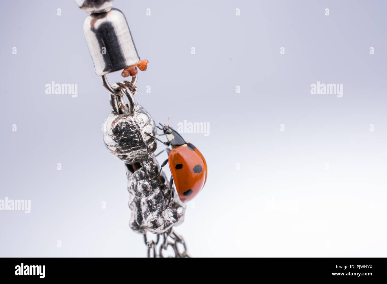 Beautiful photo of red ladybug walking around objects Stock Photo - Alamy