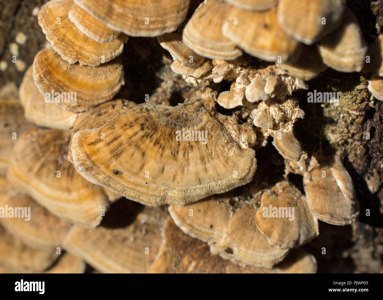 Mushrooms growing inside tree hi-res stock photography and images - Alamy