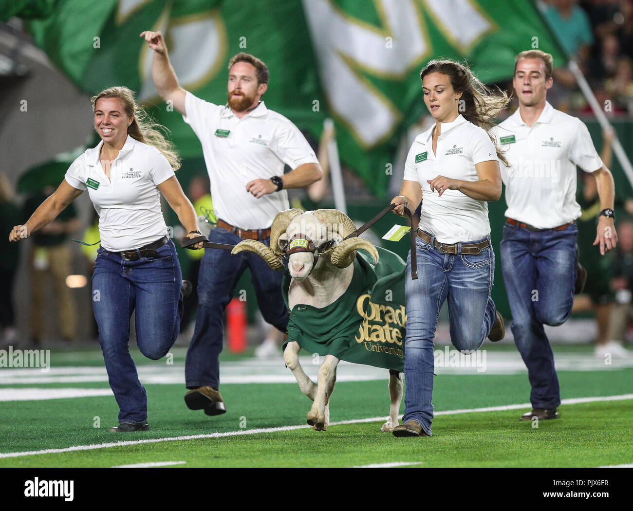 Razorbacks mascot hi-res stock photography and images - Alamy
