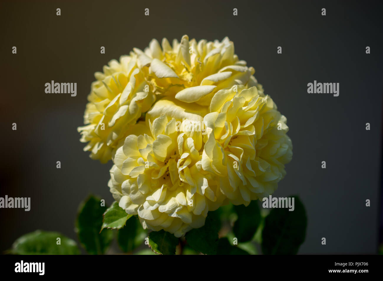 Blooming beautiful colorful rose on colorful background Stock Photo - Alamy