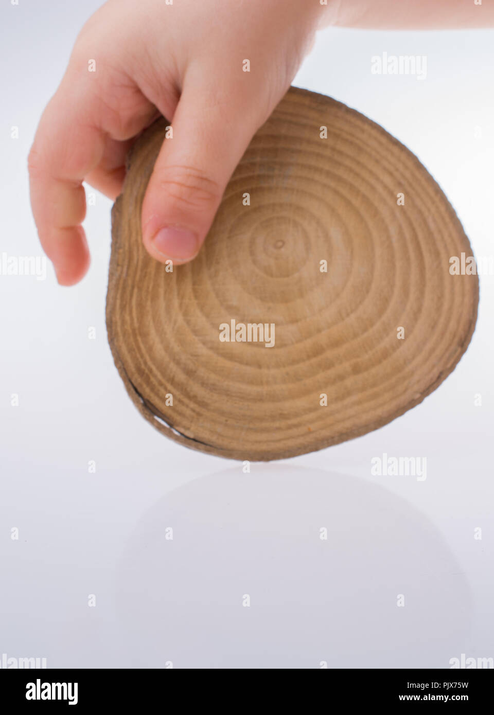 Wood Log cut in round thin pieces in hand on a white background Stock ...