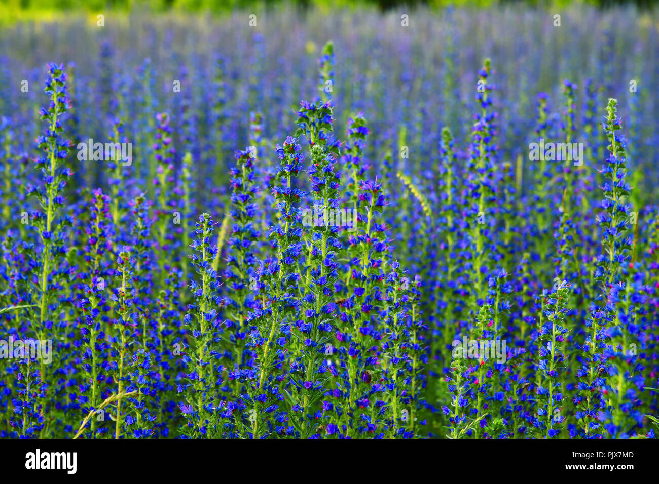 Salvia superba hi-res stock photography and images - Alamy