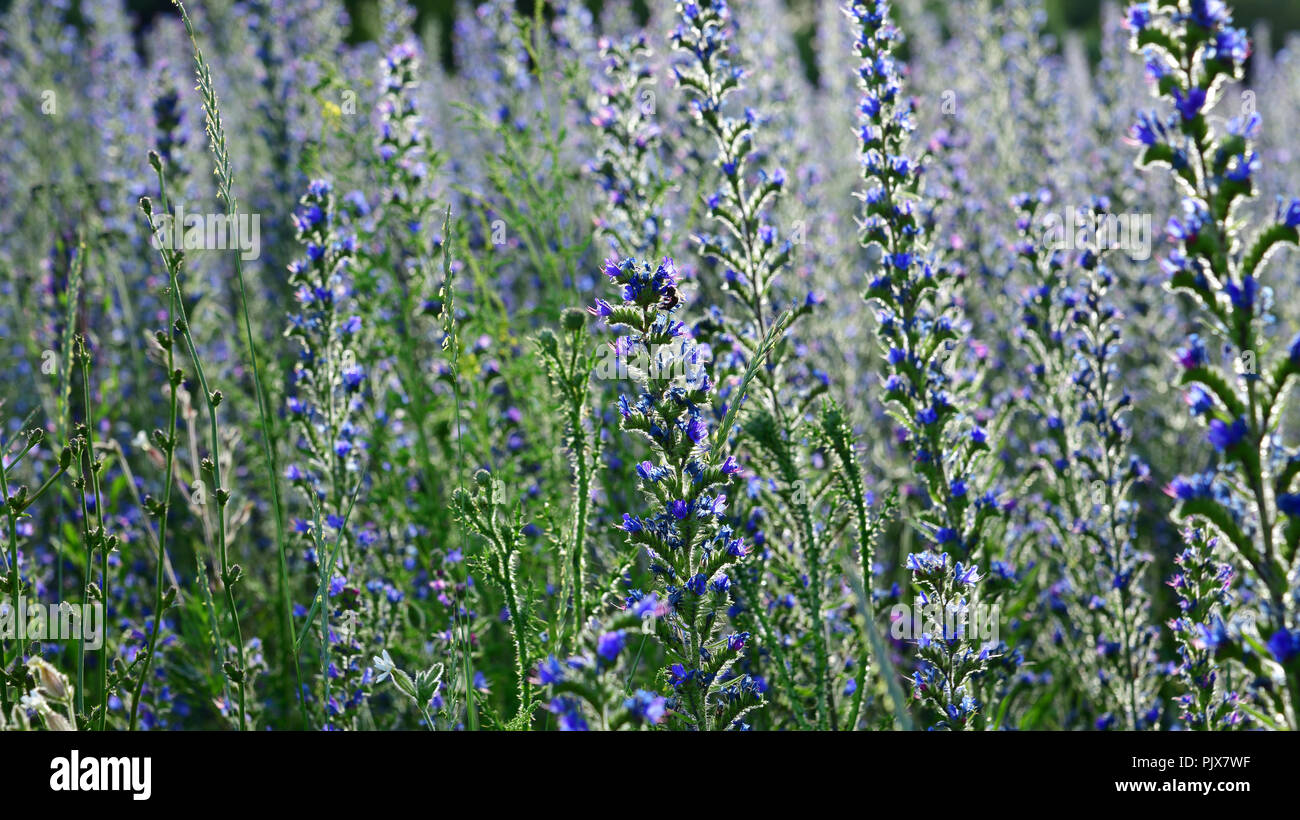 Salvia superba hi-res stock photography and images - Alamy