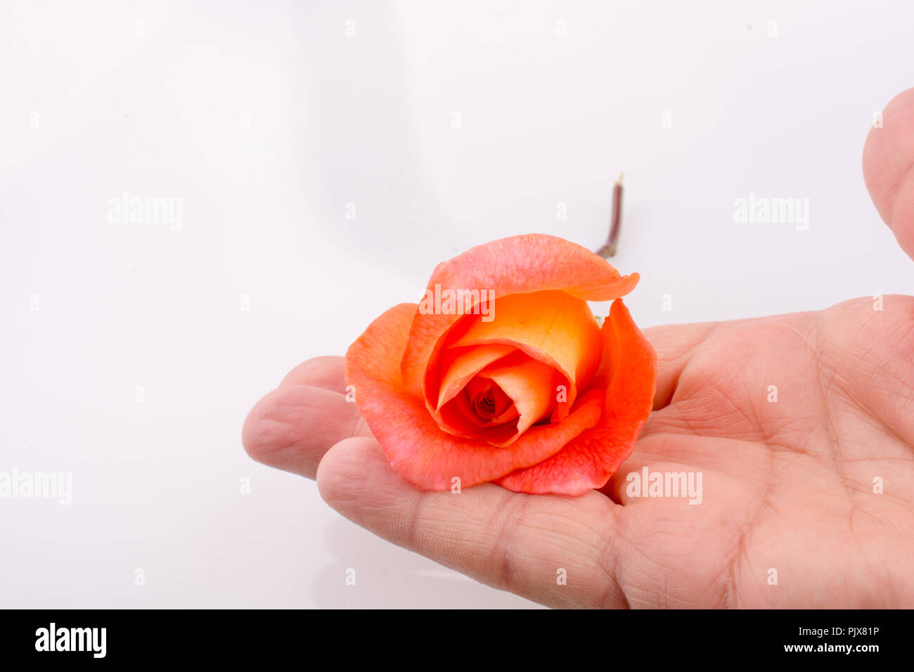 Hand holding an orange rose on a white background Stock Photo - Alamy