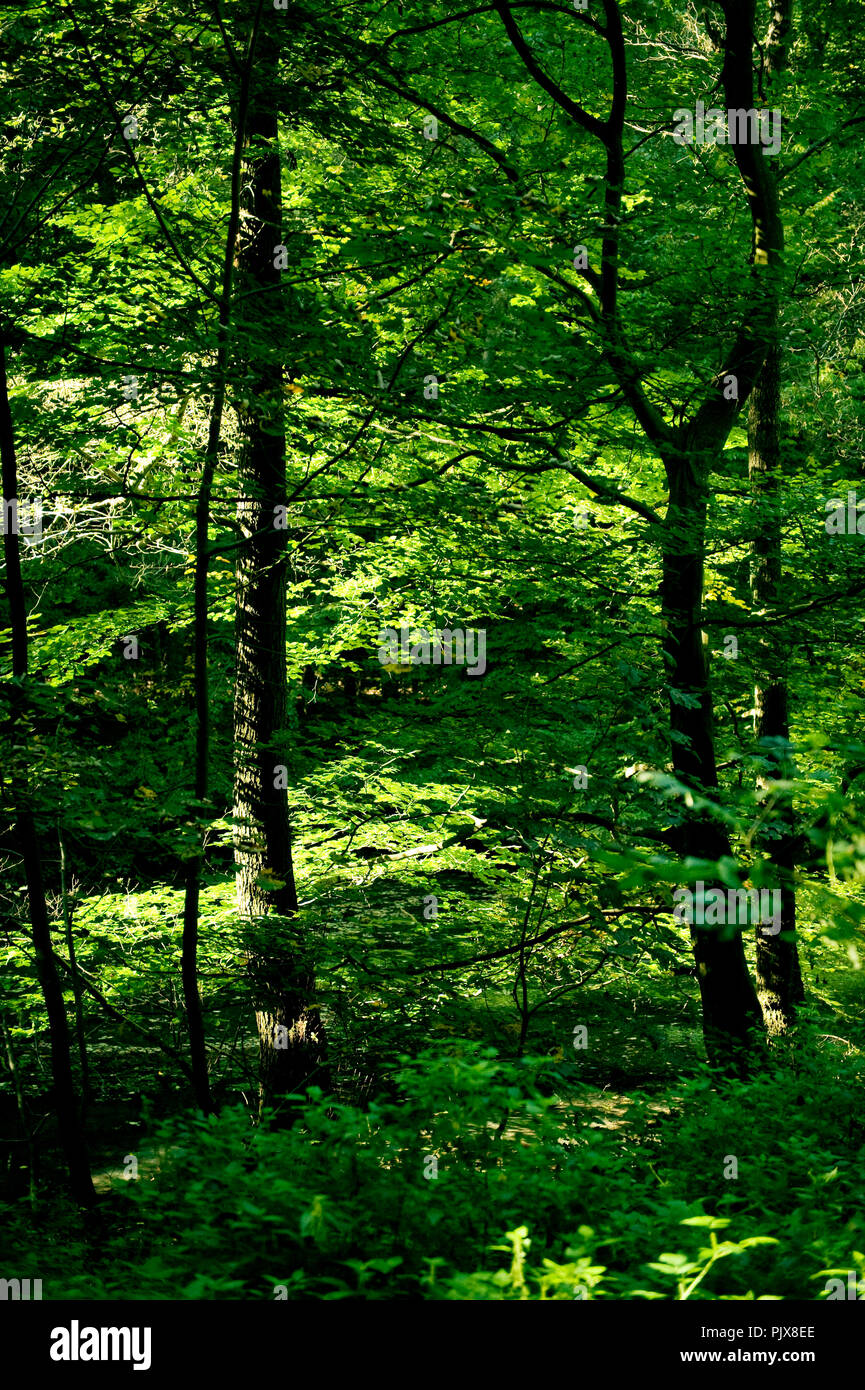 Forest of soignies hi-res stock photography and images - Alamy