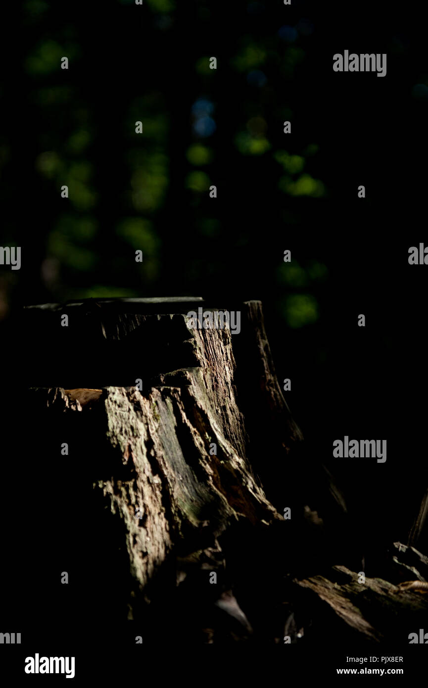 Foret de soignies hi-res stock photography and images - Alamy