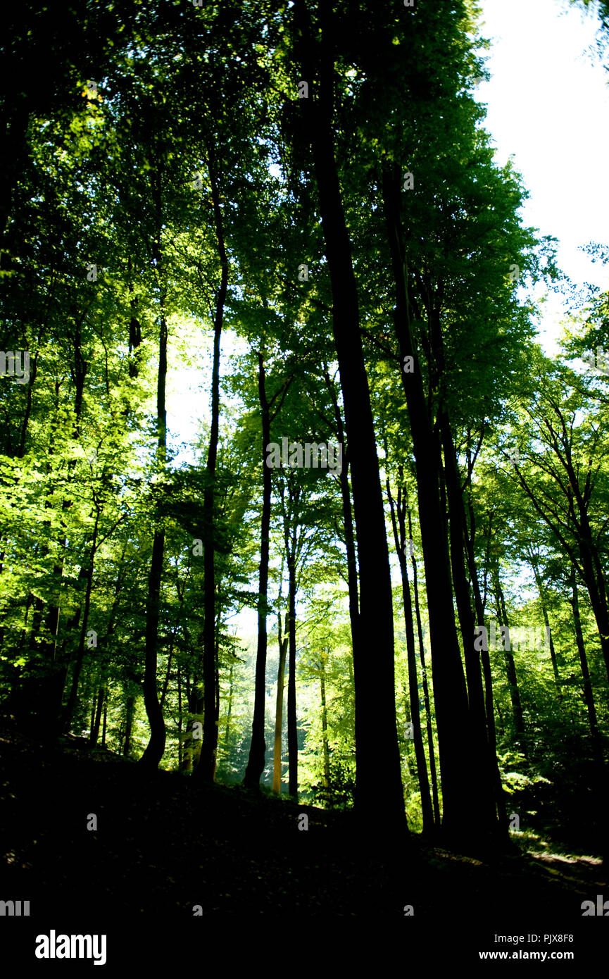 Forest of soignies hi-res stock photography and images - Alamy