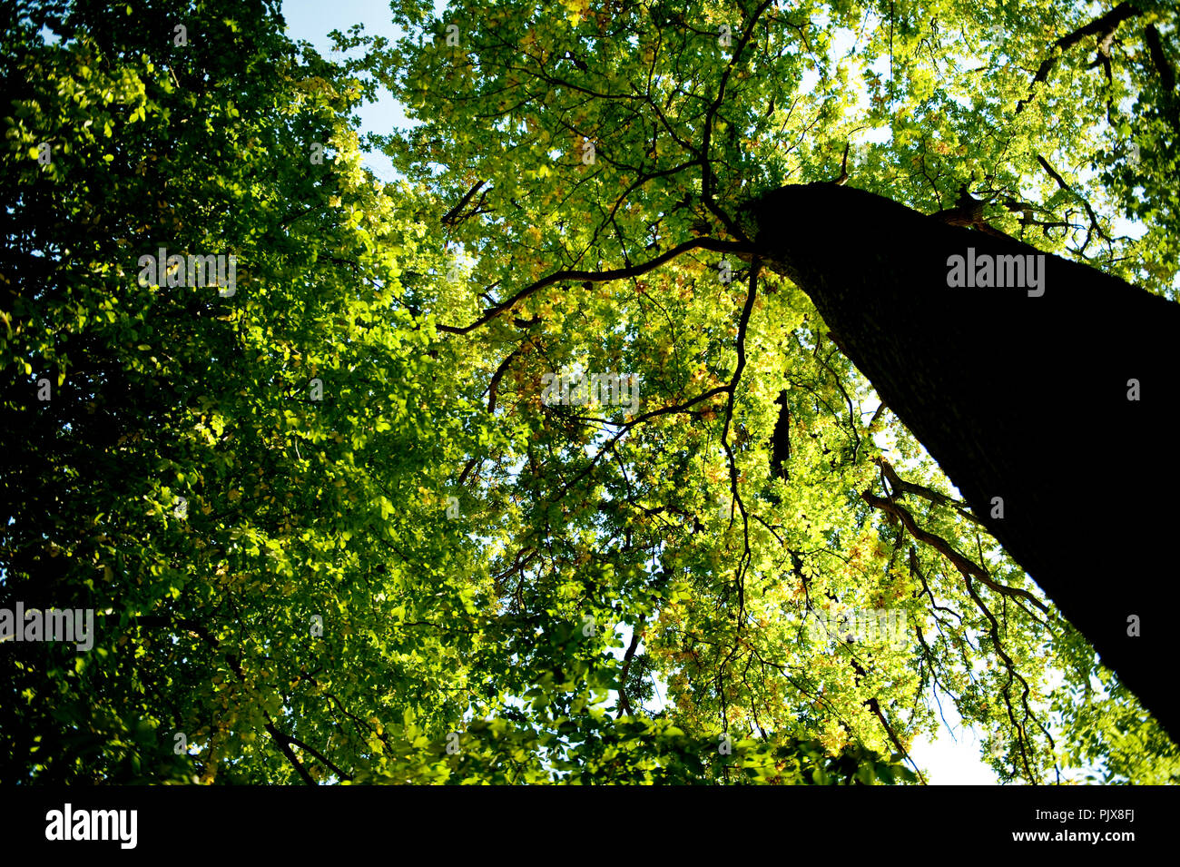 Start of the Autumn in the Forest of Soignies near Hoeilaart (Belgium ...