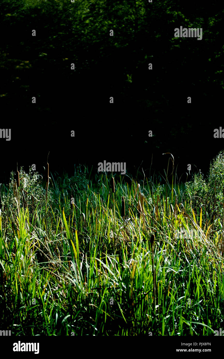 Zonienwoud hi-res stock photography and images - Alamy