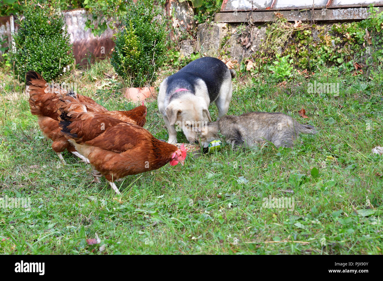 Domestic animals chicken dog and cat eating together as best friend ...