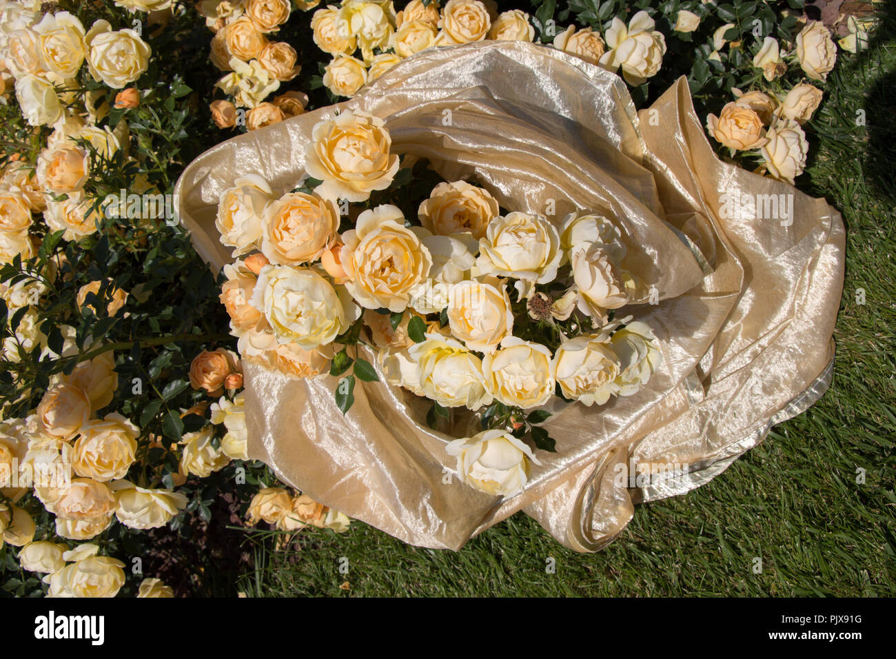 Blooming beautiful bunch of roses in spring garden Stock Photo - Alamy