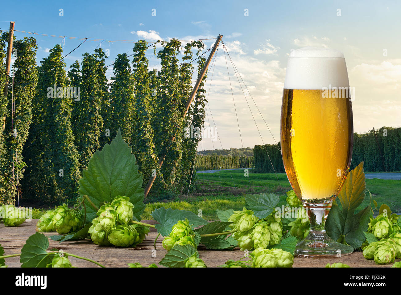 Glass of beer with hop cones in front of hop field Stock Photo - Alamy
