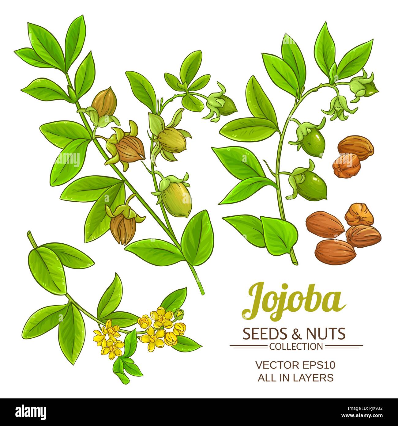 jojoba plant vector on white background Stock Vector Image & Art - Alamy