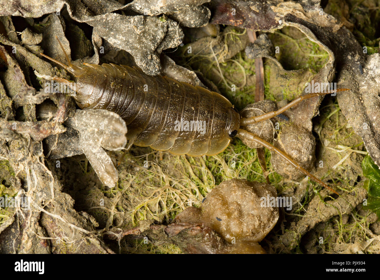 Land crustacean hi-res stock photography and images - Alamy