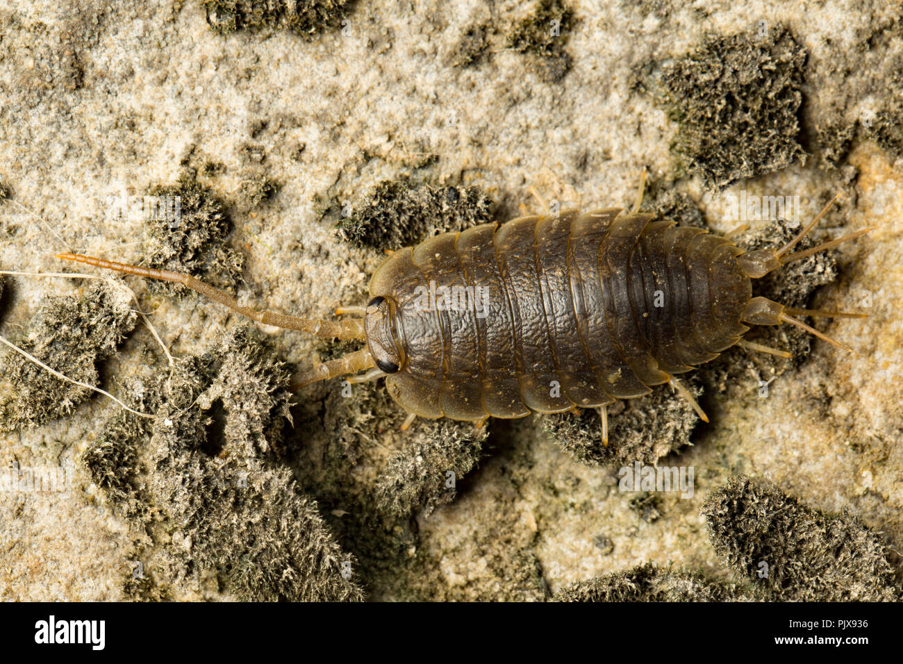 Sea slater habitat hi-res stock photography and images - Alamy