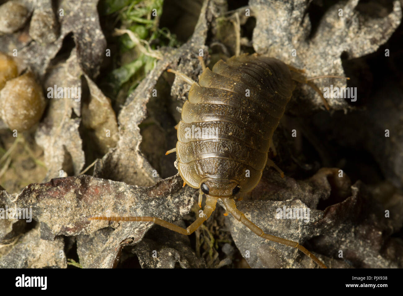 A Sea Slater, Ligia oceanica, photographed at night on rocks and ...
