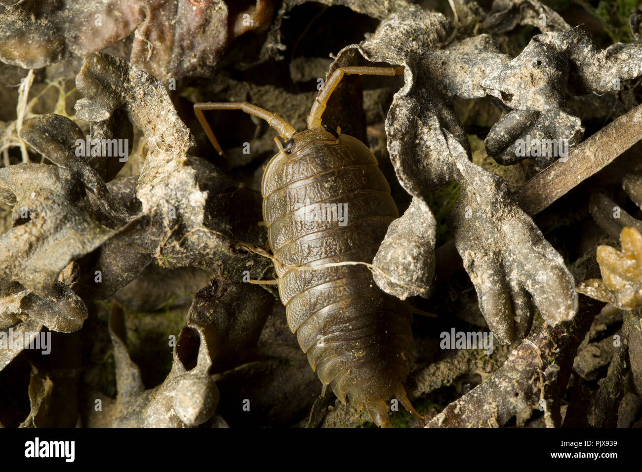 L oceanica hi-res stock photography and images - Alamy