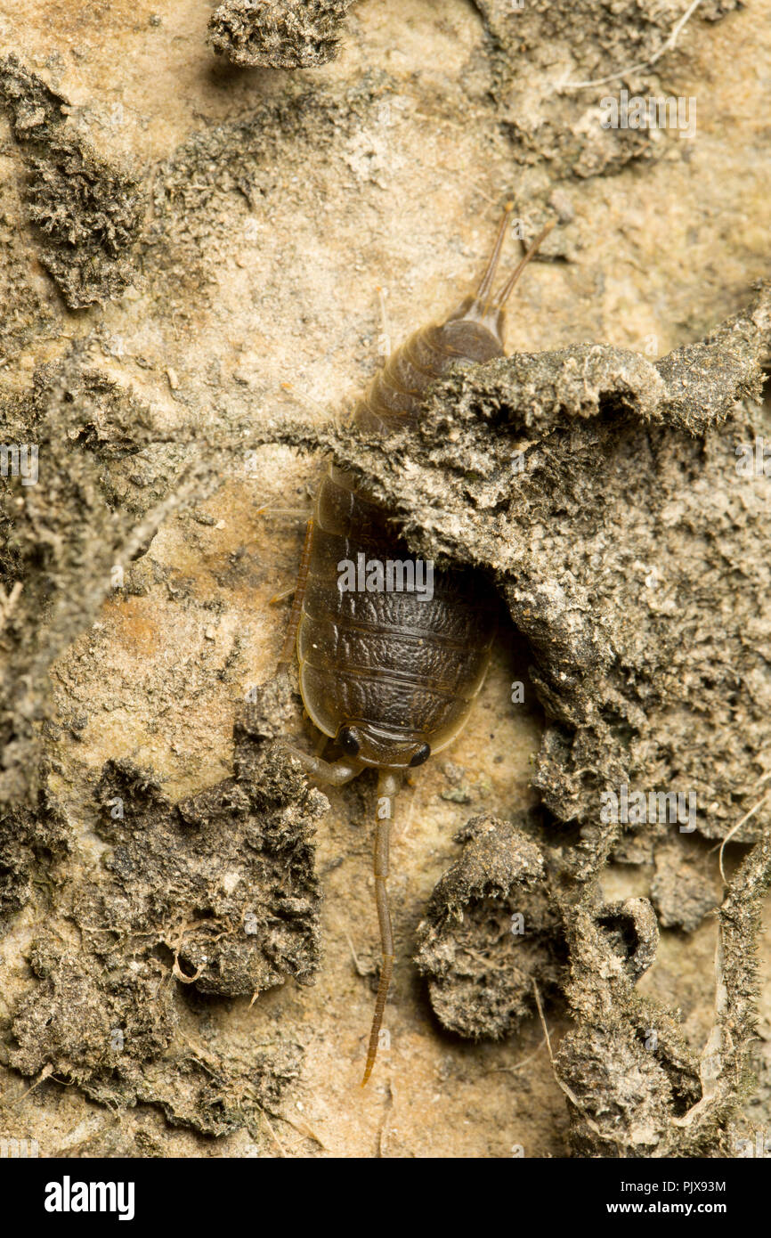 A Sea Slater, Ligia oceanica, photographed at night on rocks and ...
