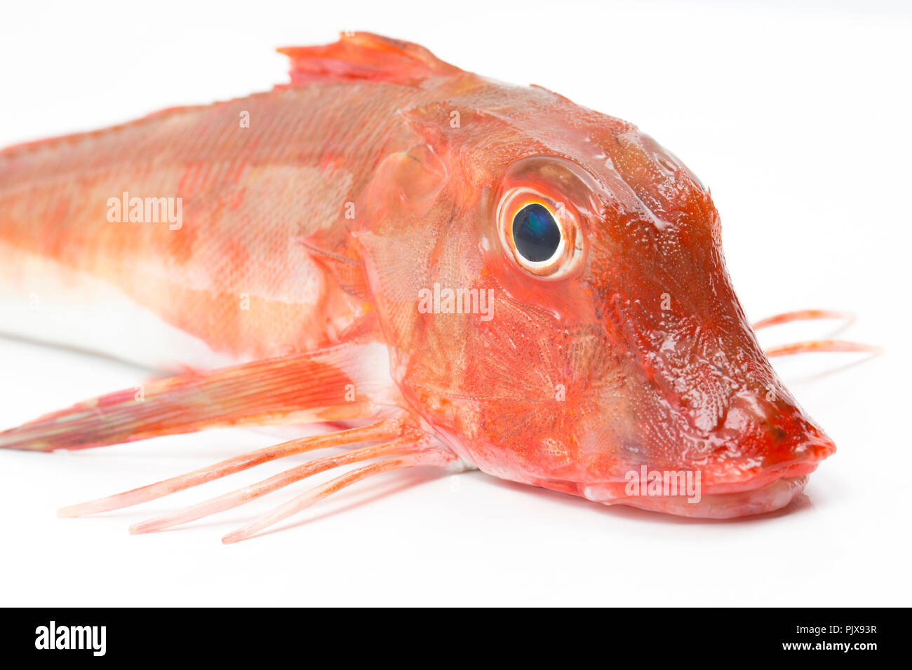 Red gurnard chesil beach hi-res stock photography and images - Alamy