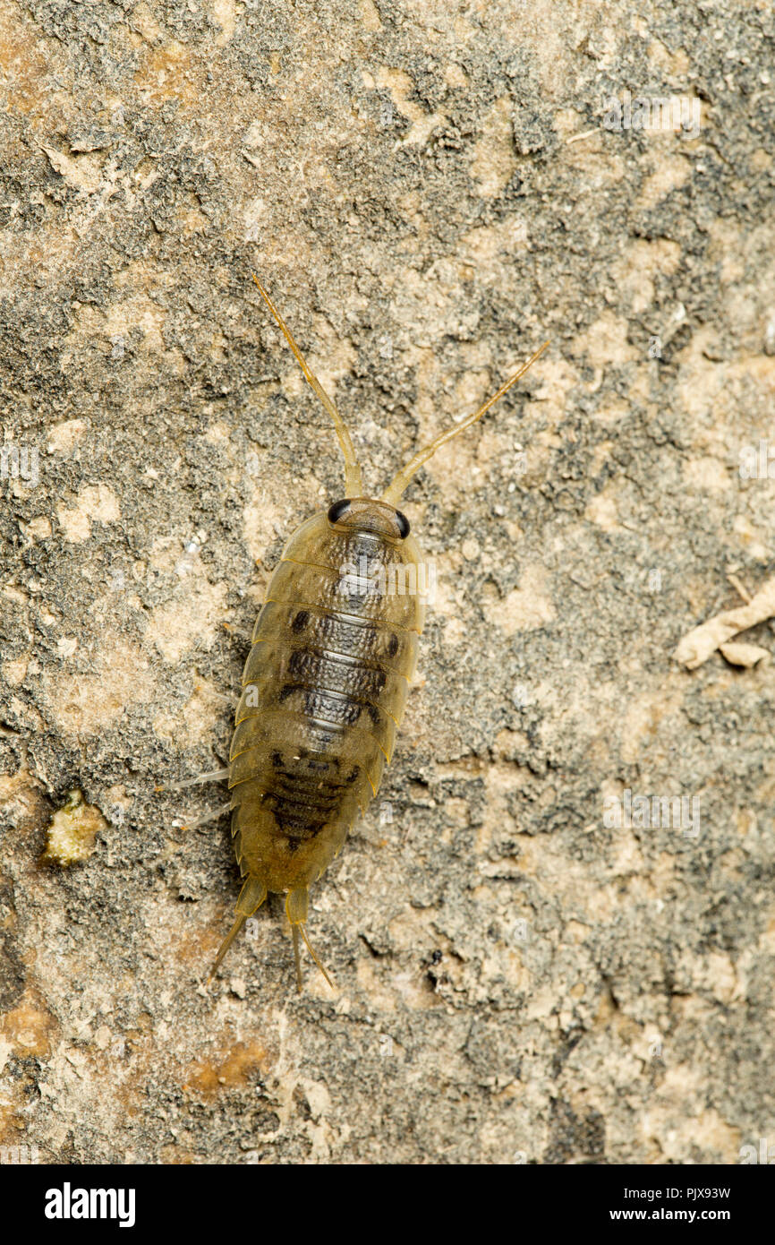 Uk l oceanica hi-res stock photography and images - Alamy