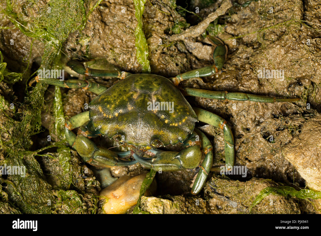 Crab in rockpool hi-res stock photography and images - Alamy