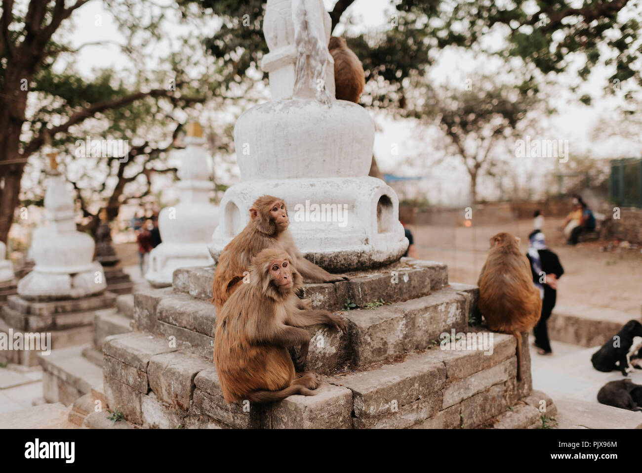 Monkey Temple, Kathmandu, Nepal Stock Photo - Alamy