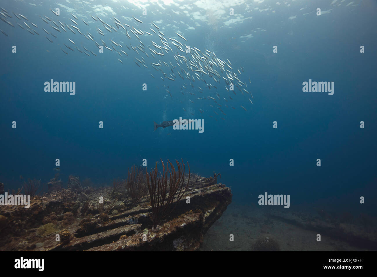 Underwater view of barracuda swimming near Rhone shipwreck, British ...