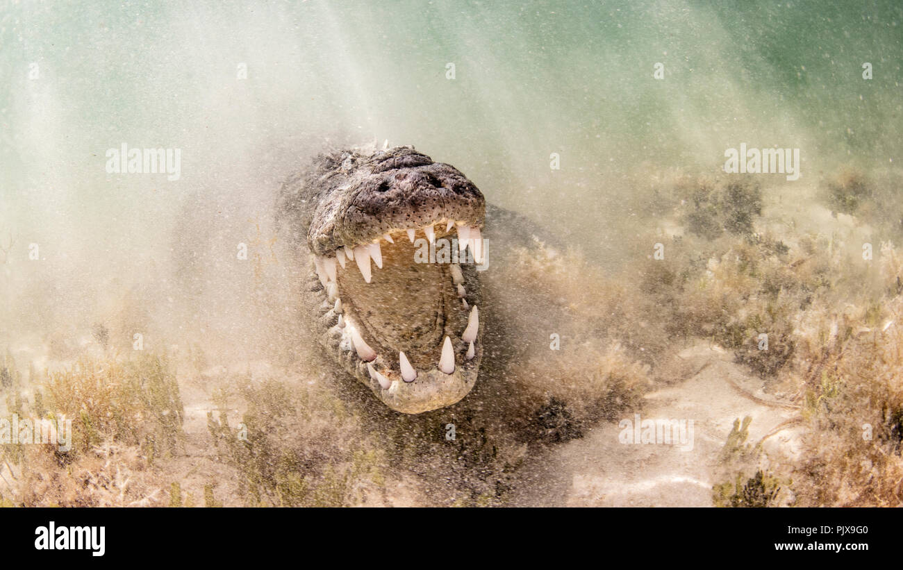Saltwater crocodile mouth open hi-res stock photography and images - Alamy