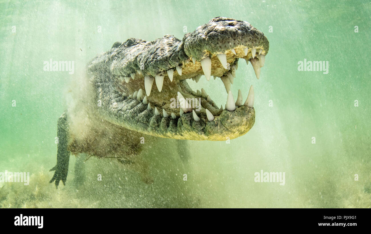 Saltwater crocodile mouth open hi-res stock photography and images - Alamy Saltwater crocodile mouth open hi-res stock photography and images - Alamy