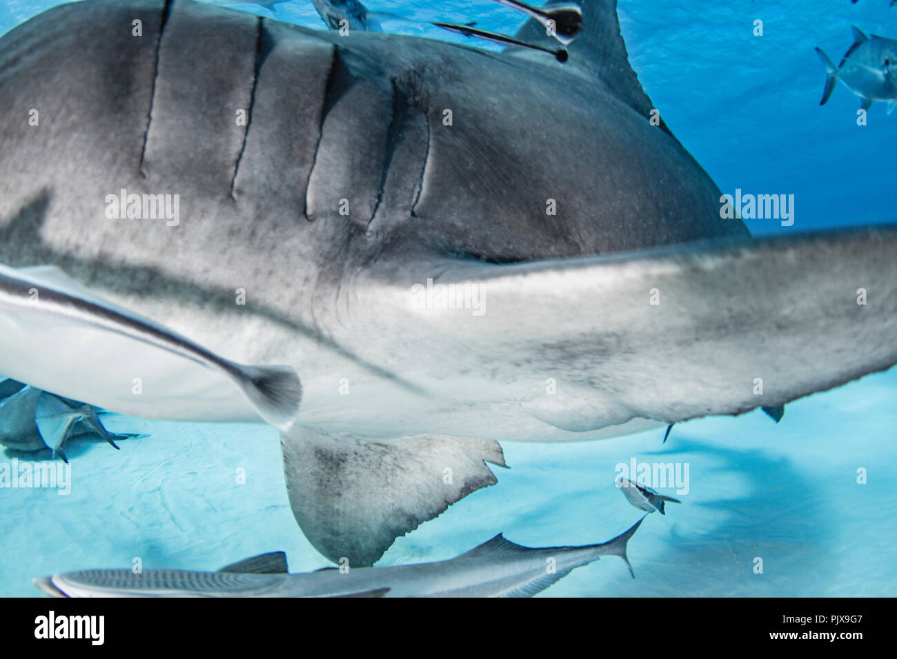 Great hammerhead shark, other fish in background, Alice Town, Bimini ...
