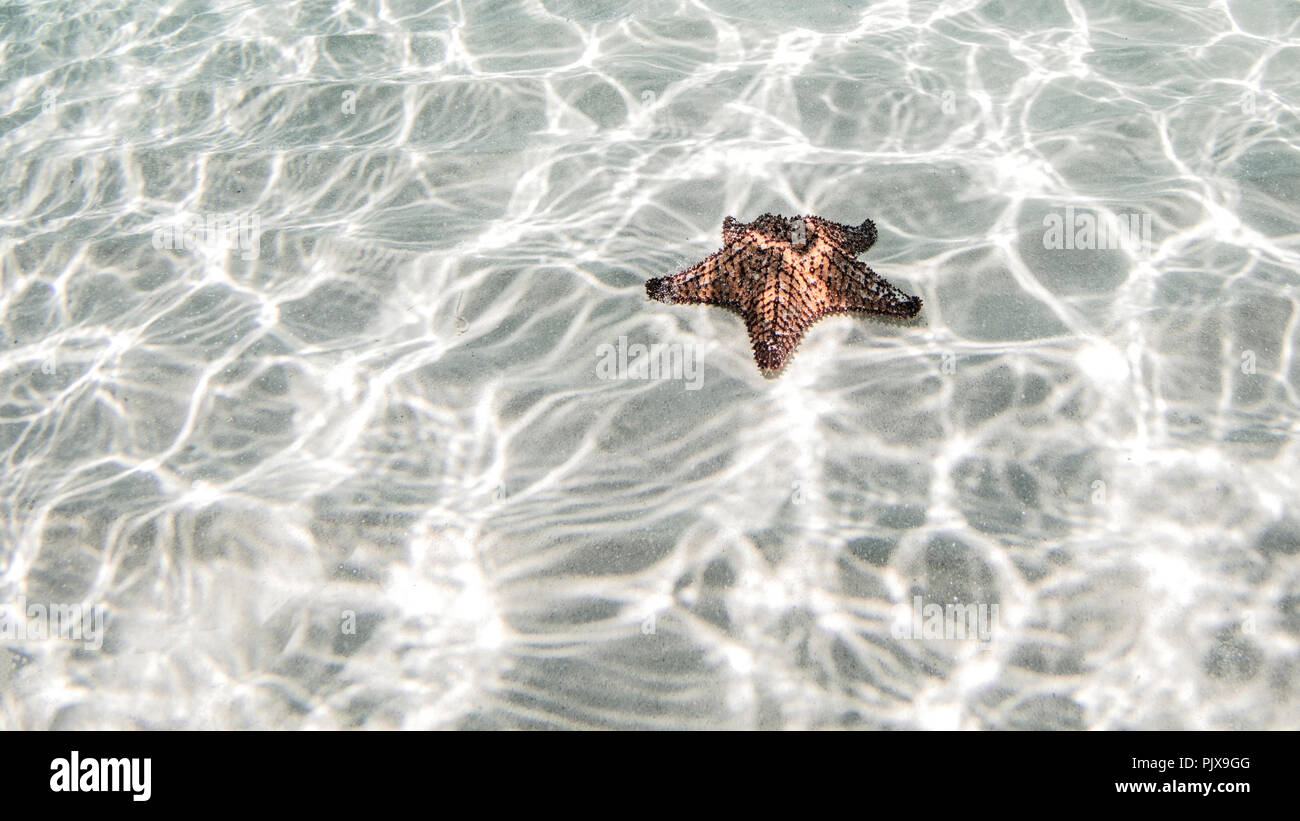 Starfish, Cozumel, Quintana Roo, Mexico Stock Photo - Alamy