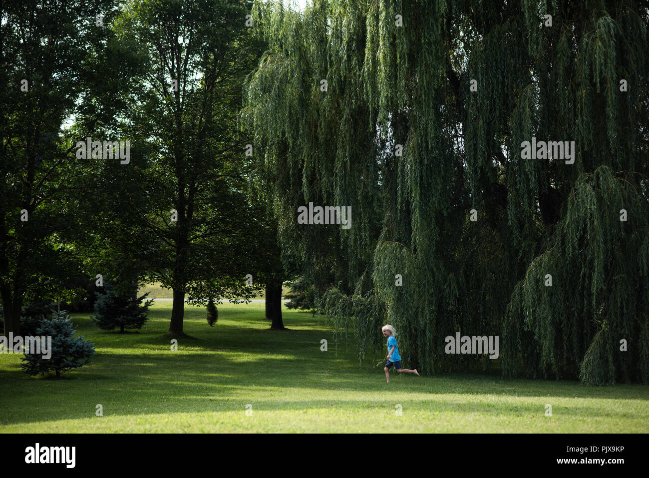 Boy playing under willow tree Stock Photo - Alamy