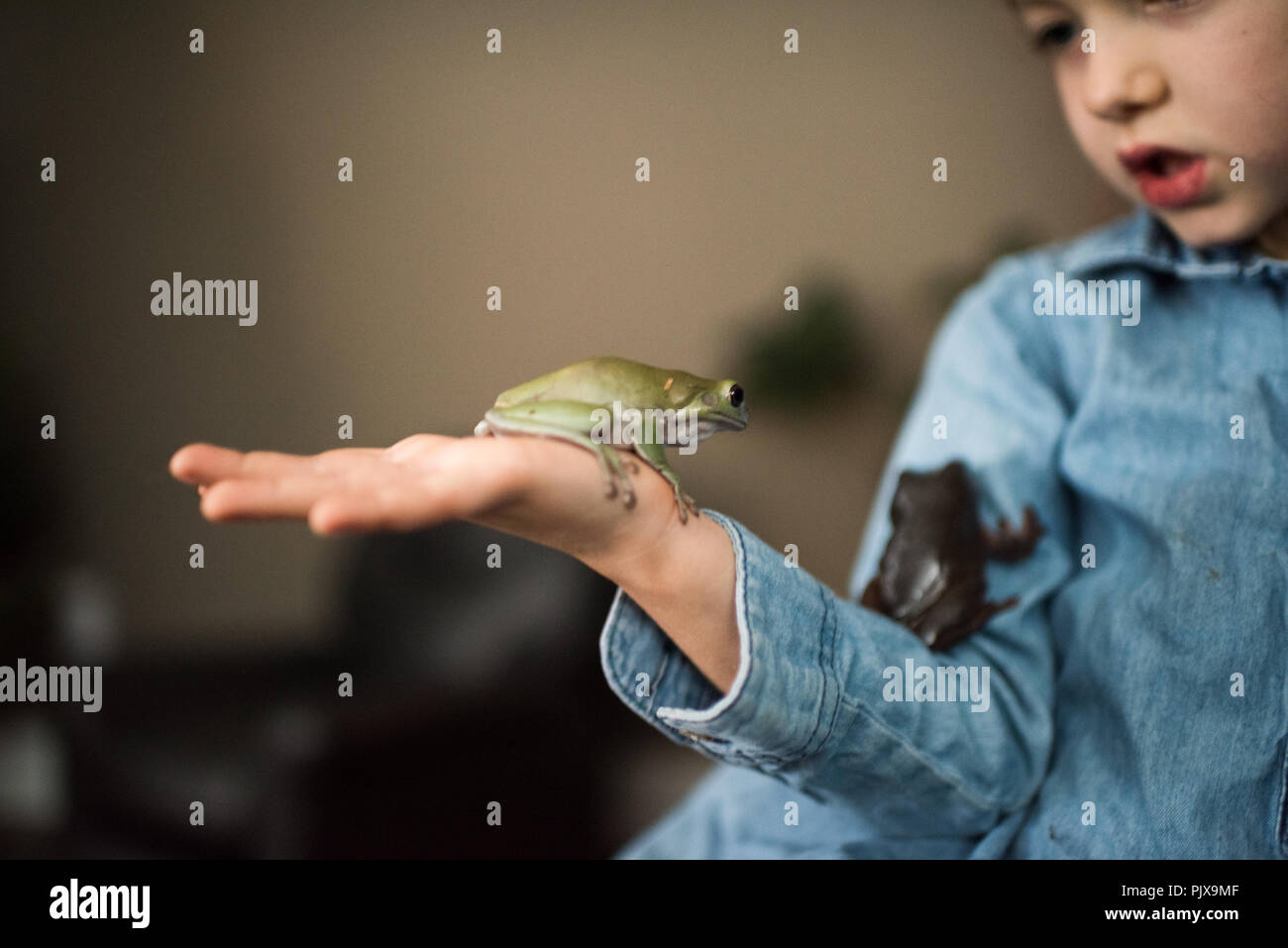 Girl with pet frogs Stock Photo - Alamy