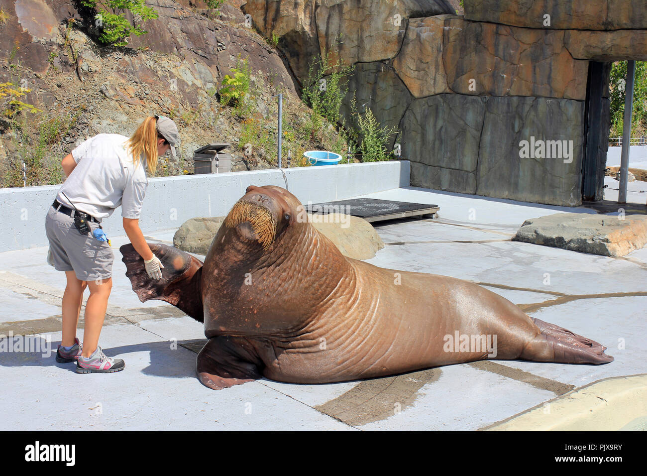 Keeper Shaking Flipper of a Walrus, Aquarium du Quebec, Canada Stock ...