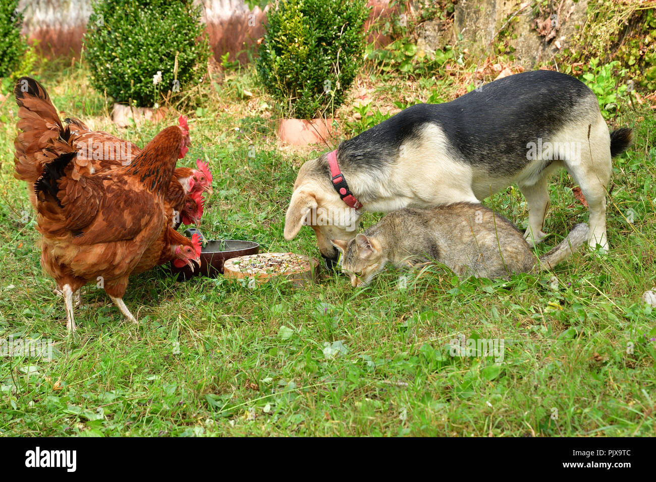 Domestic animals chicken dog and cat eating together as best friend ...